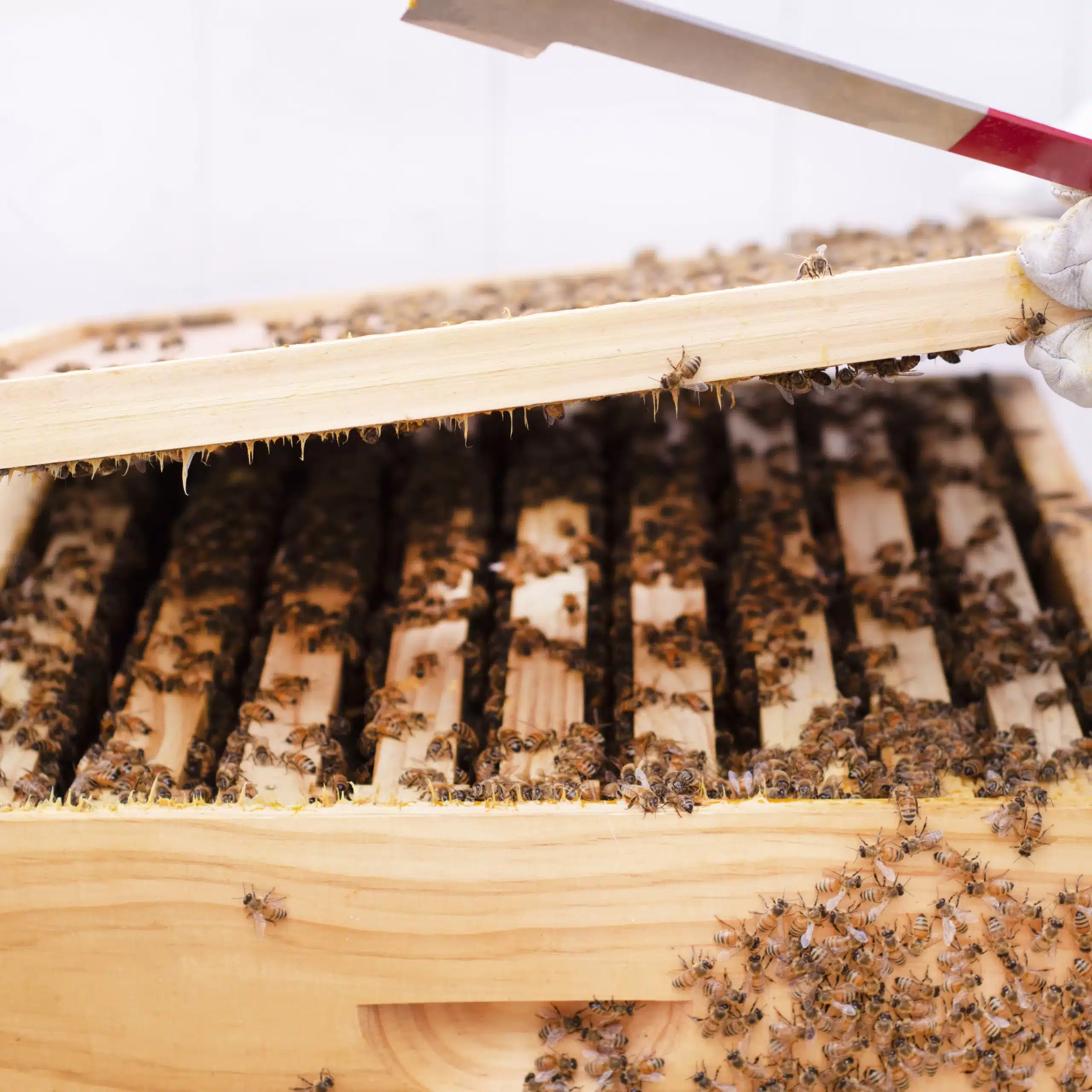 Nucleus of Bees with Mated Queen - Nuc